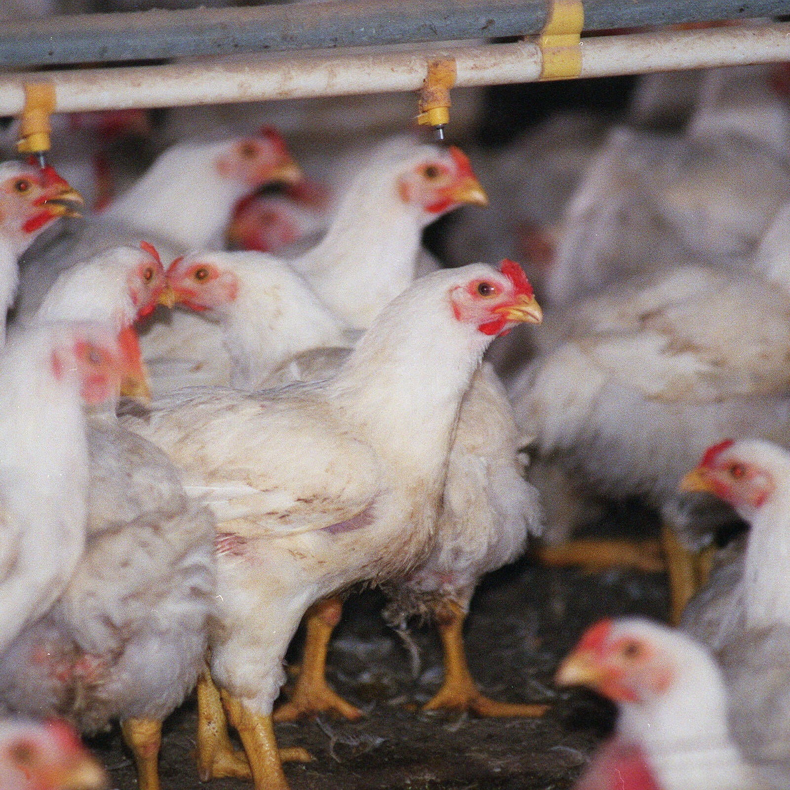 U.S. officials walk back plans to stop culling poultry for bird flu