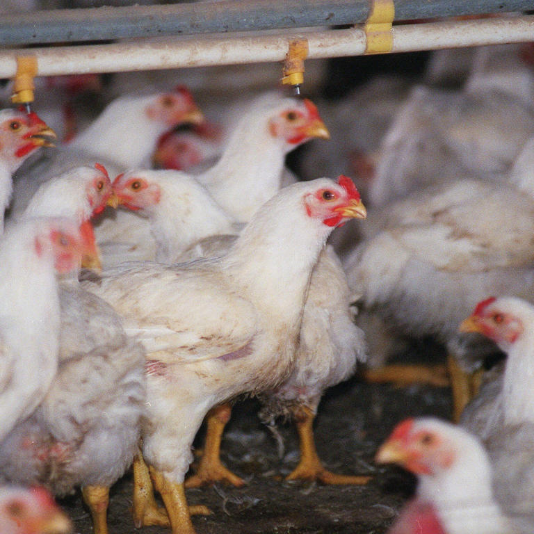 U.S. officials walk back plans to stop culling poultry for bird flu