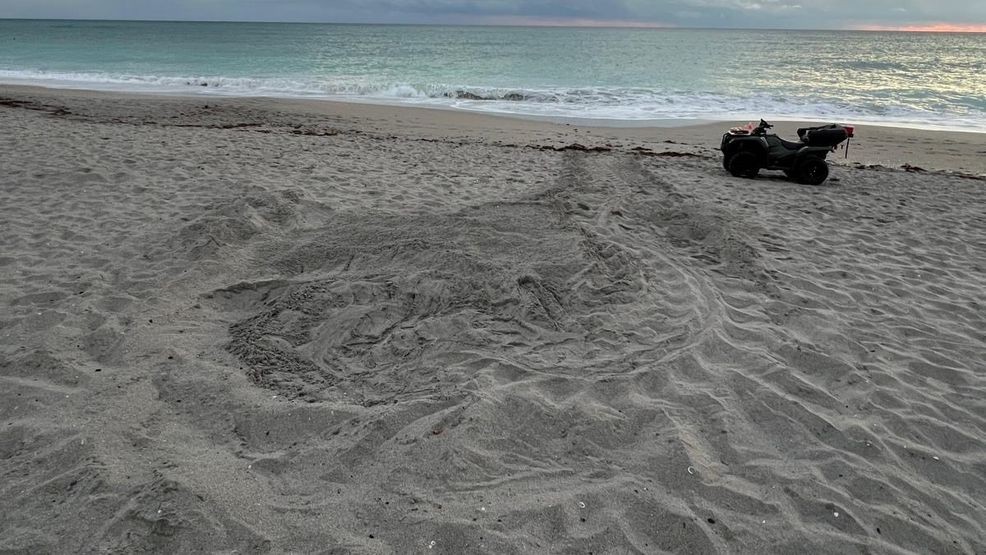 Turtle-y awesome news: Early nests spotted as sea turtles flock to Juno ...