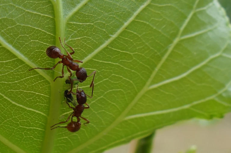 Leaf-dwelling fungi enhance black poplar chemical defenses and mediate ...