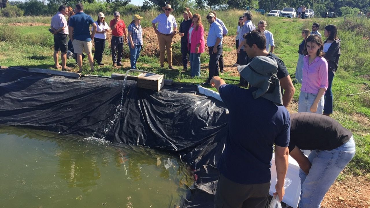 Apuestan por la siembra de bagre negro en Villa Constitución