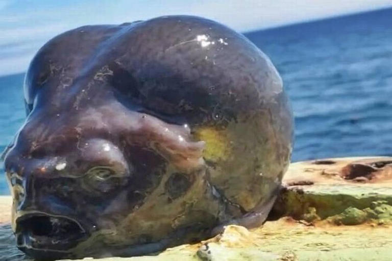 'Alien' fish with huge body, sharp teeth and gaping mouth caught by ...