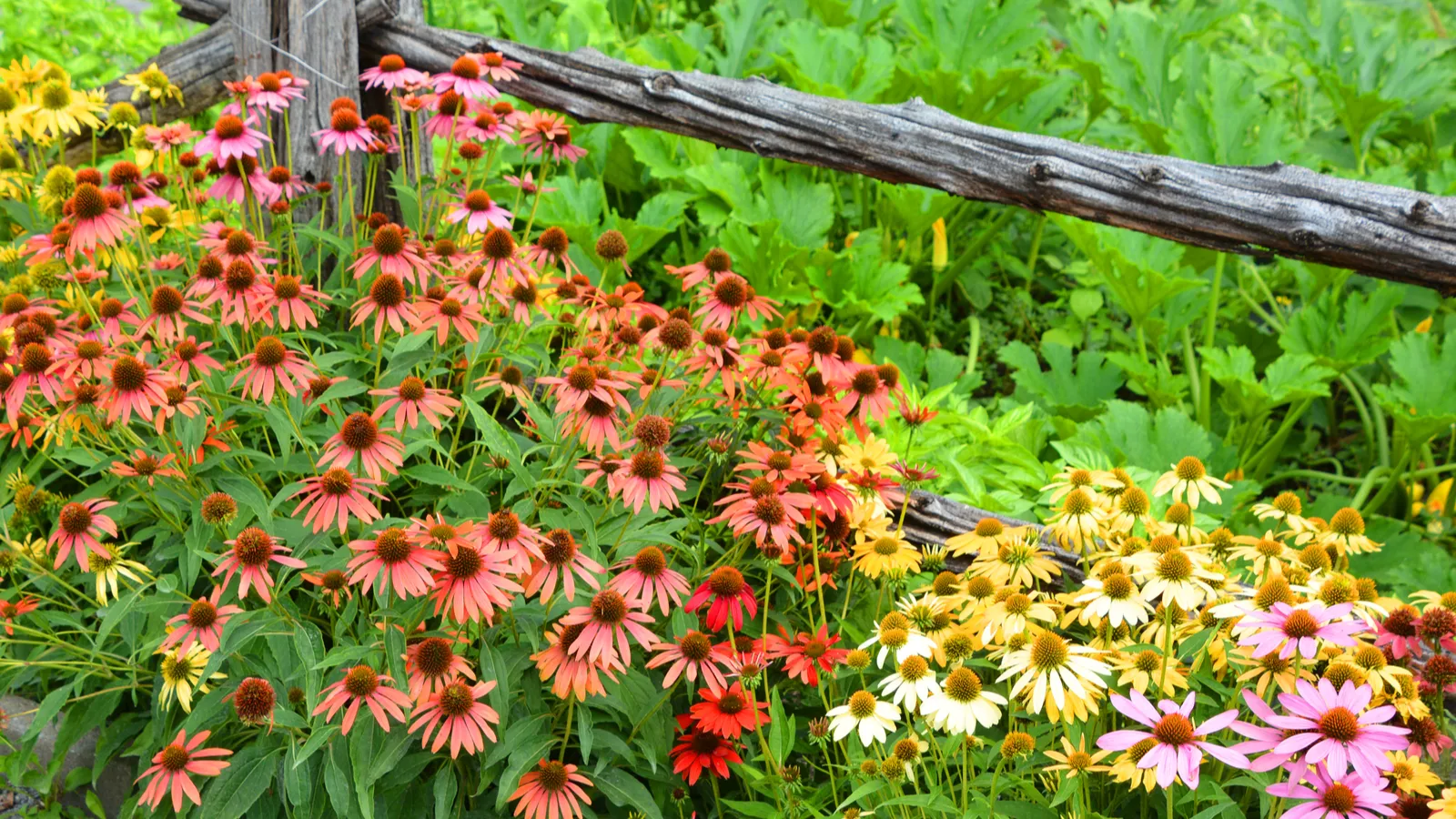 Garden border plants that give structure and color through every season