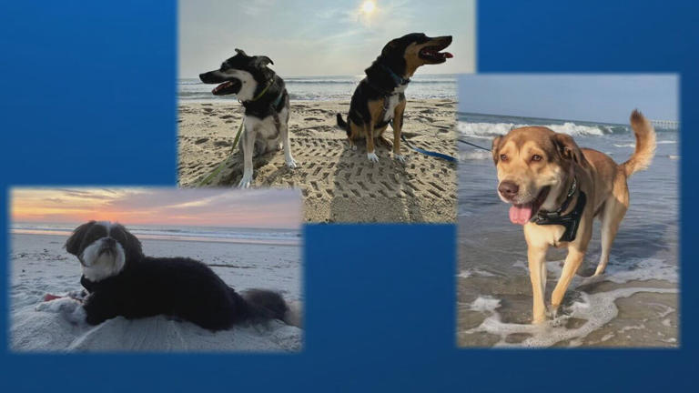 Dog Aging Project enrolls 50,000 dogs to study longevity