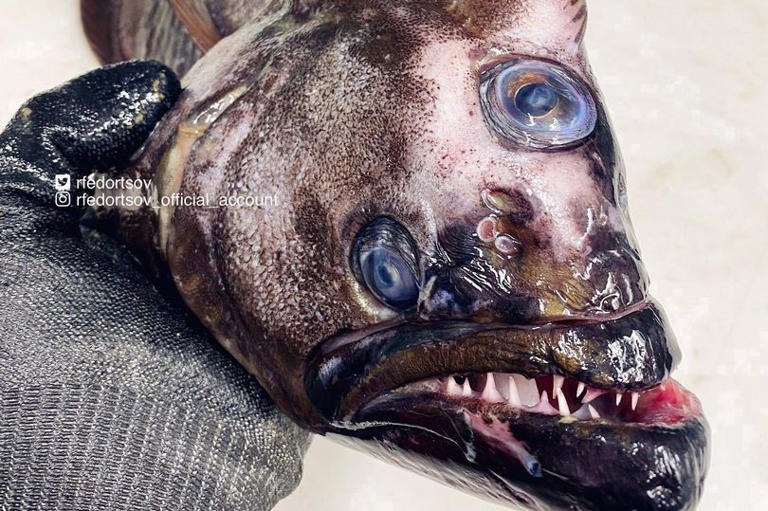 'Alien' fish with huge body, sharp teeth and gaping mouth caught by ...