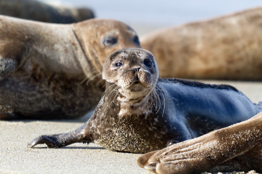 Seal pupping season underway in San Diego: what to know
