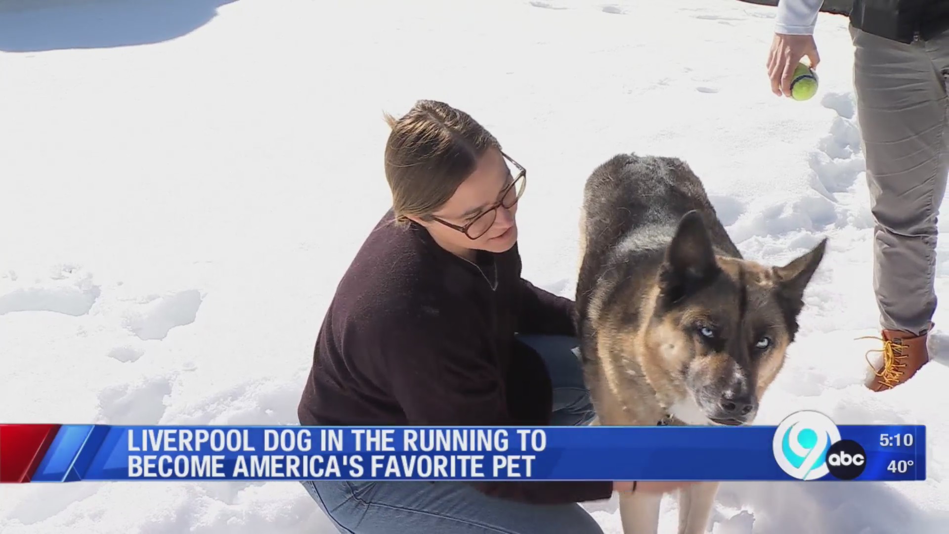 Liverpool dog in the running to become America's favorite pet