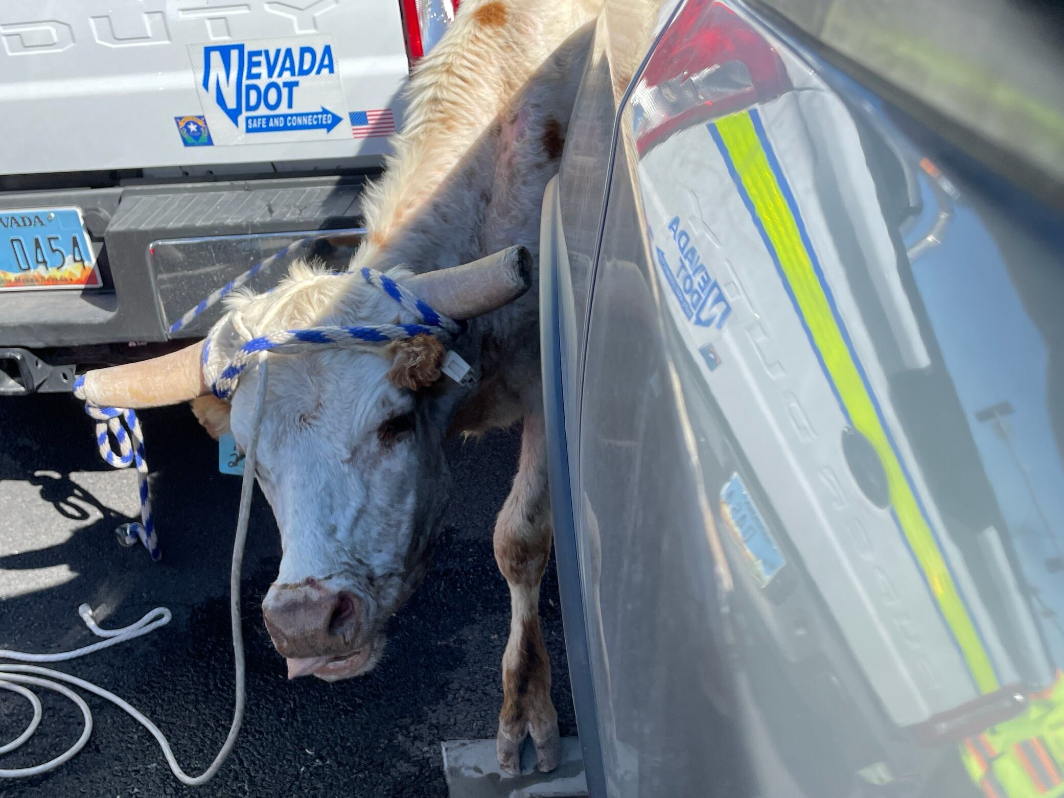 Runaway cow near Las Vegas interstate brought to safety with NDOT crew ...