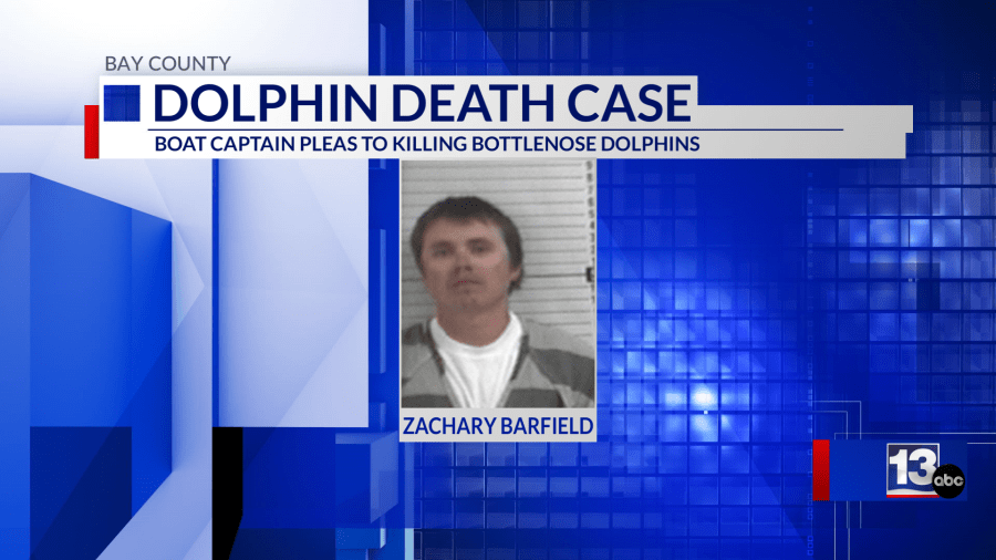 Bay County man facing plea deal after allegedly killing dolphins