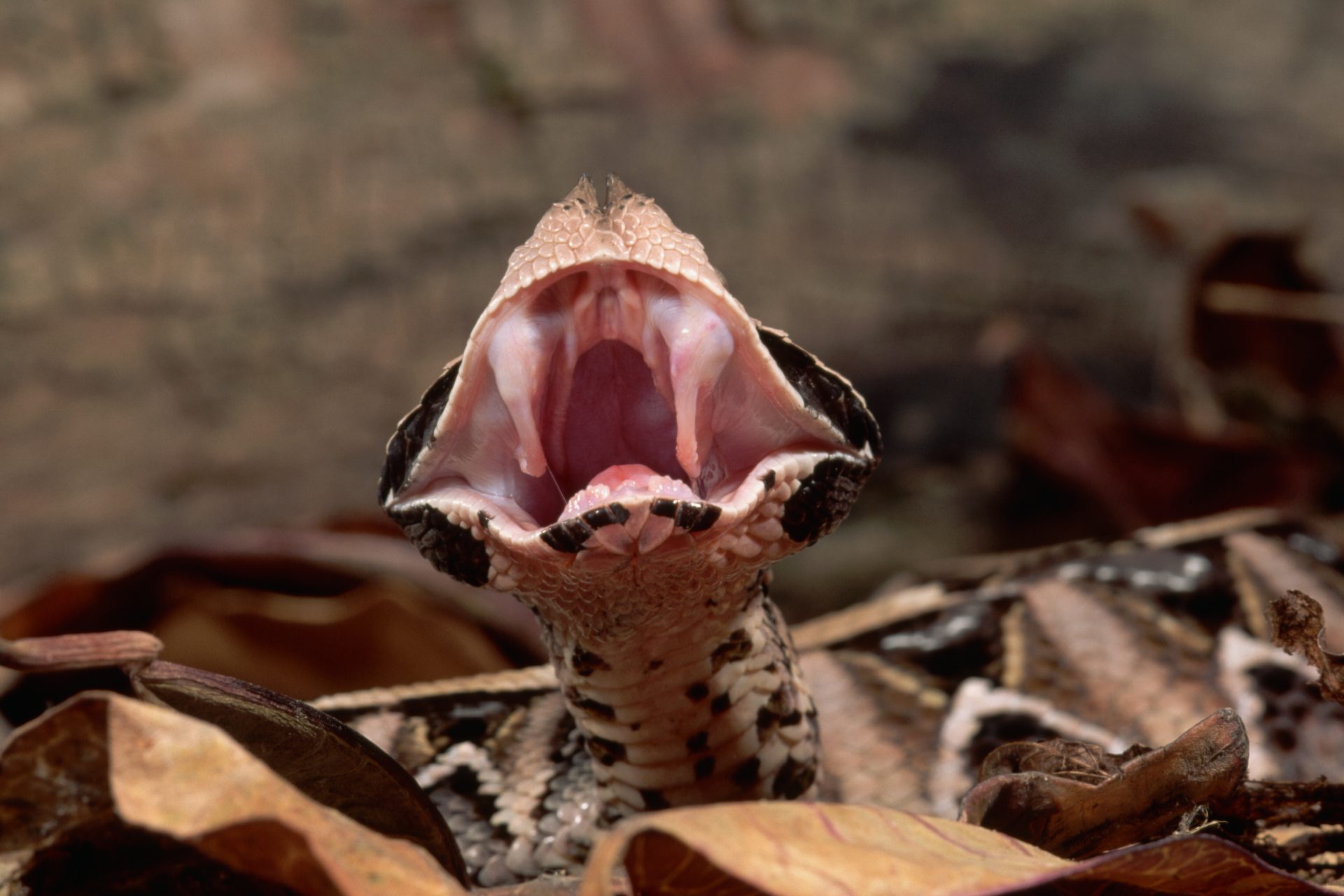 The Year of the Snake: check out these record-breaking serpents