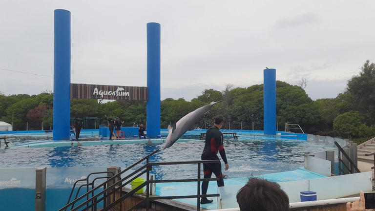 Aquarium Mar del Plata cierra sus puertas tras más de 30 años: ¿Qué ...