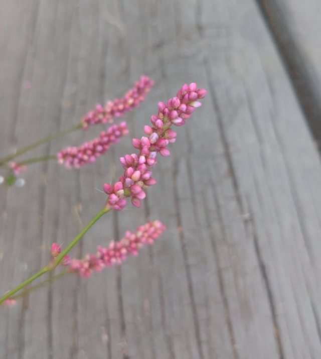 Homeowner met with warnings after uncovering aggressive intruder in ...