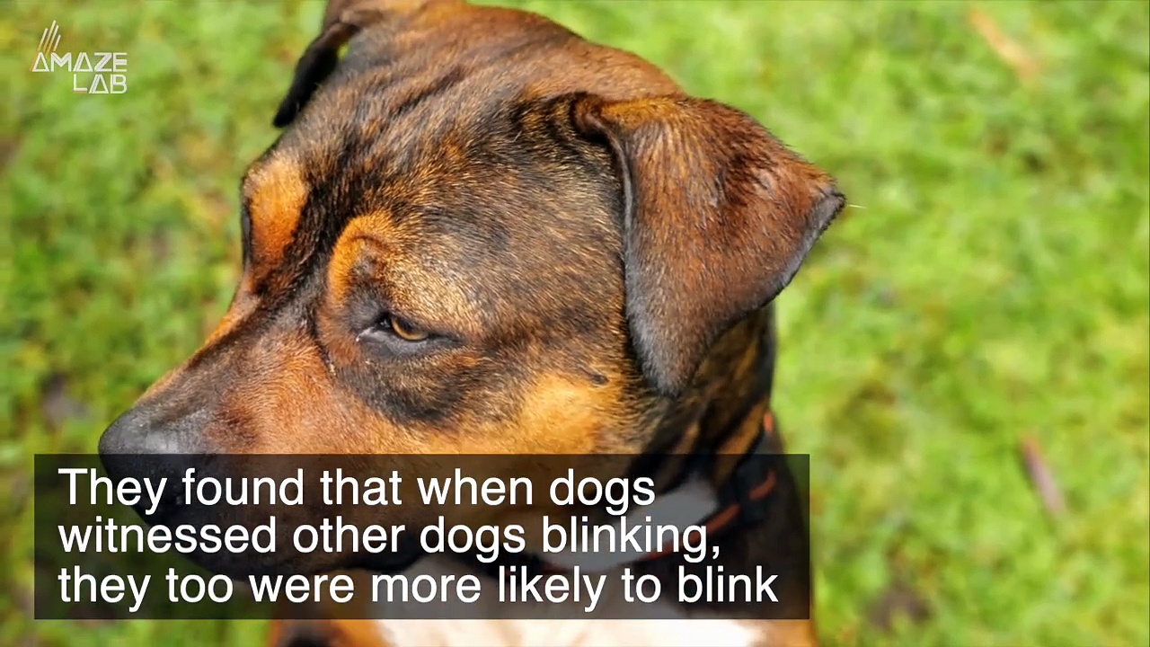 Dogs Might Be Blinking as a Way to Communicate With You: Study