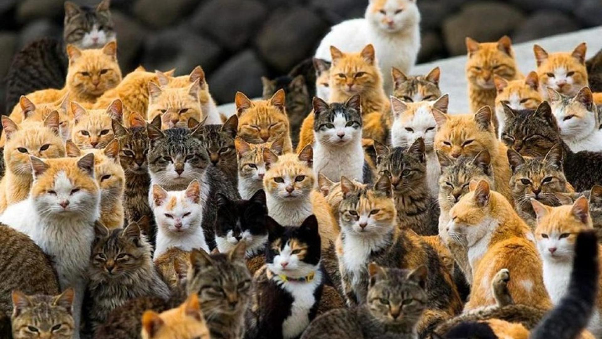 El 28 de mayo es el Día del Perro sin Raza, ¿y qué pasa con los gatos ...