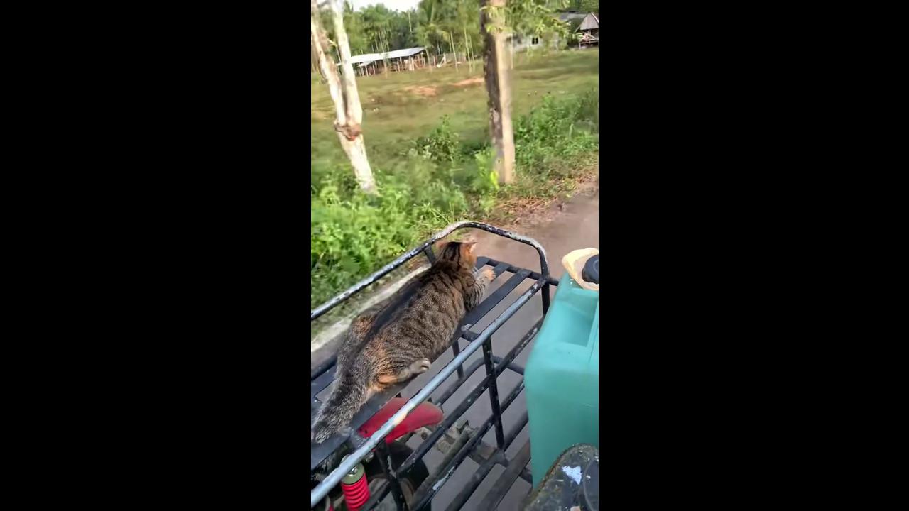 Pet cat enjoys the breeze while riding motorcycle sidecar