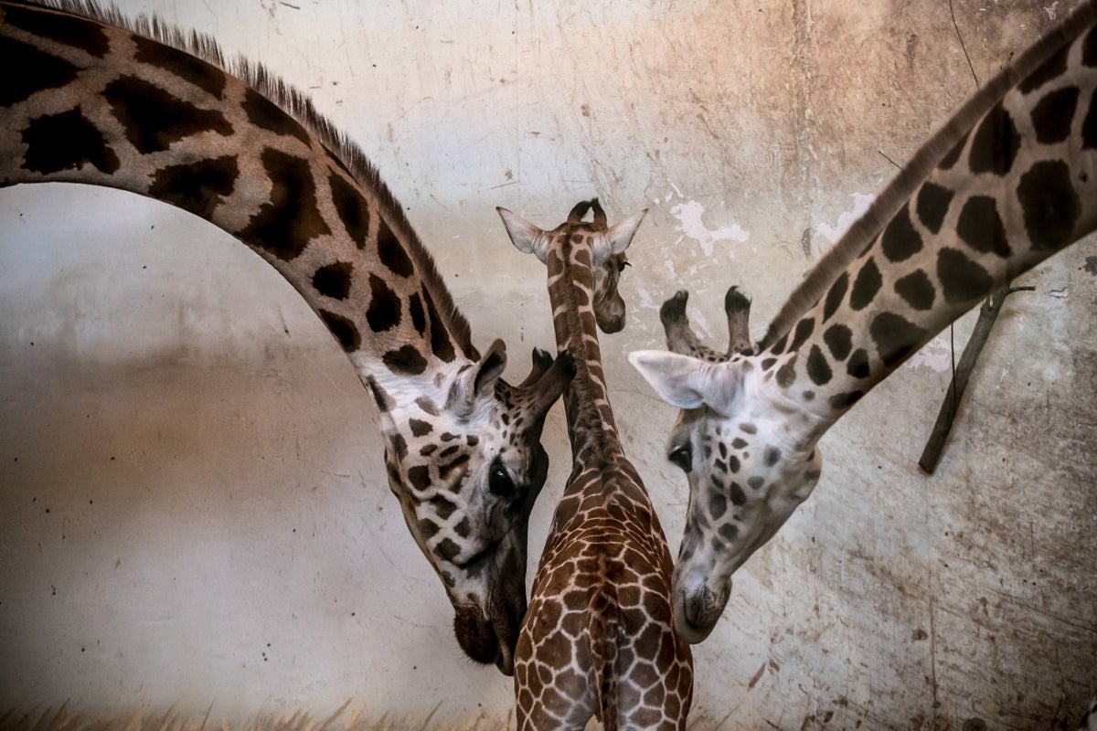 The animal kingdom’s best parents – and what they can teach us