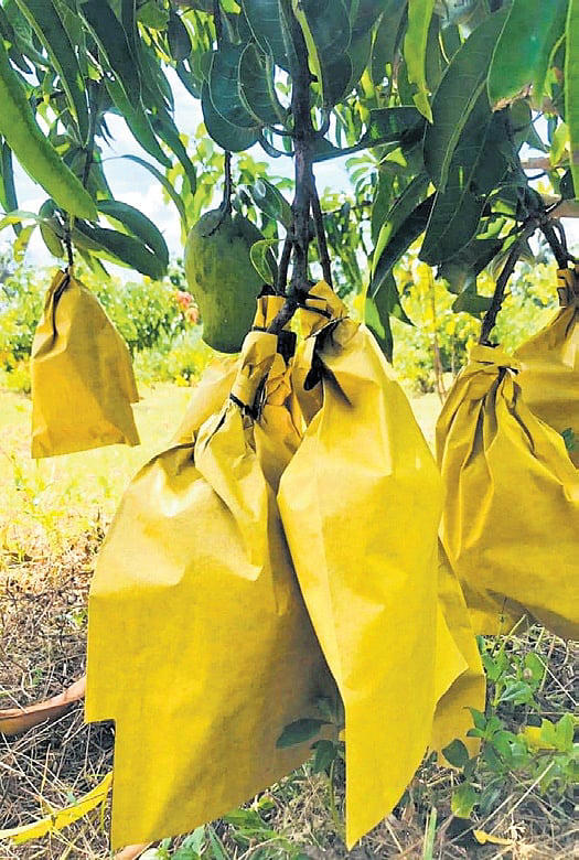 Protective bags to boost mango crop yield in Guntur