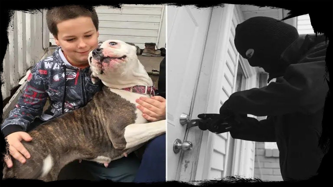 Man Tries To Break Into House When Parents Aren’t Around, But This Pit ...