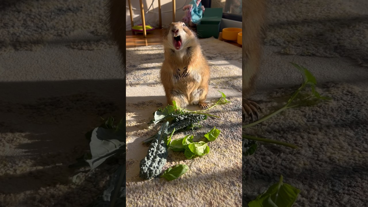 Prairie dog overindulges in morning roughage