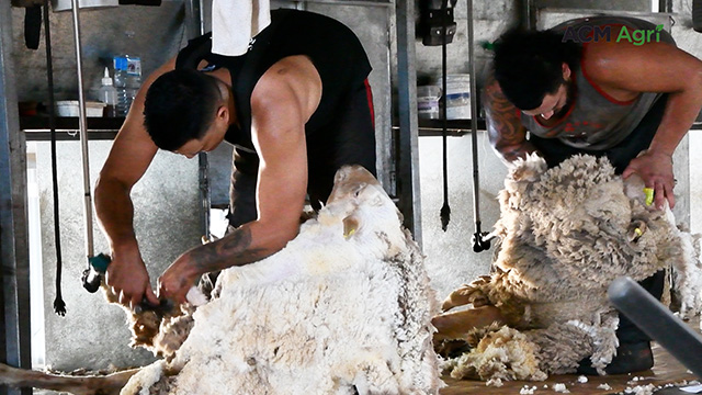 Mobile shearing trailer a win for workers and producers