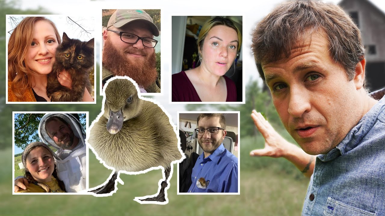 Quacken Hatching: A Duckling Surprise