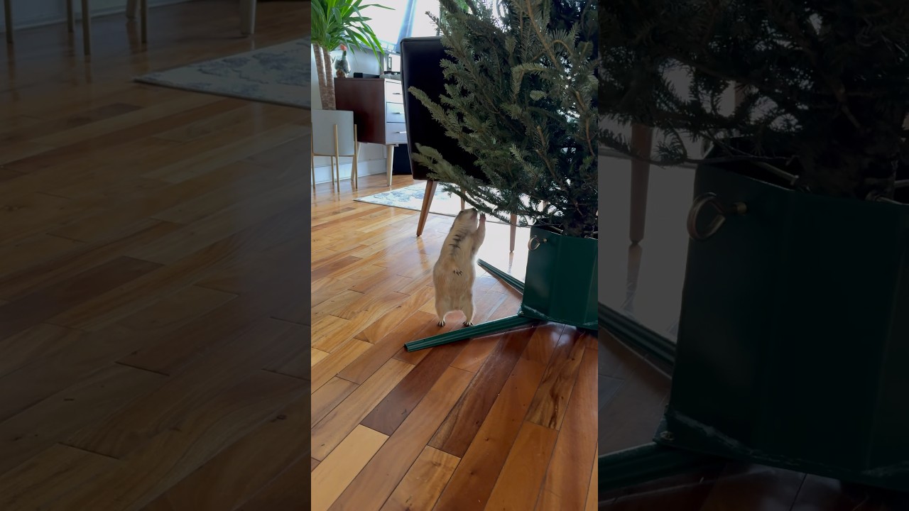 Prairie dog trims a small tree with care