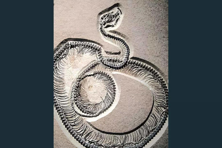 Was Lord Shiva's mighty Vasuki naag real? Fossils of a prehistoric 50 ...