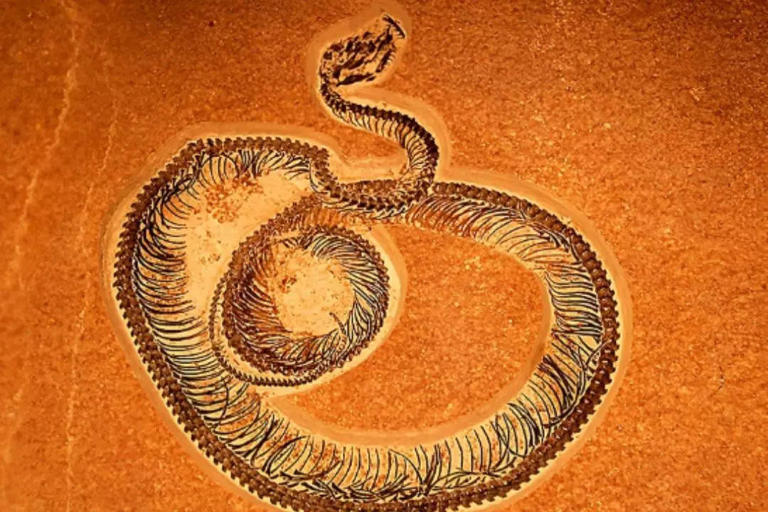 Was Lord Shiva's mighty Vasuki naag real? Fossils of a prehistoric 50 ...