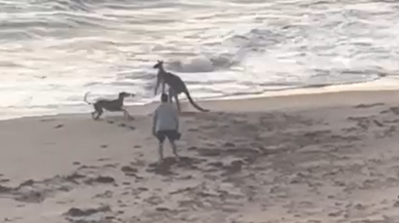 La zuffa tra il cane e il canguro in riva al mare