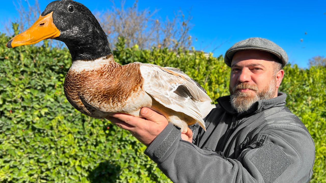 Stuffed Duck With A Crispy Crust From The Oven With Fried Rice! A Super ...