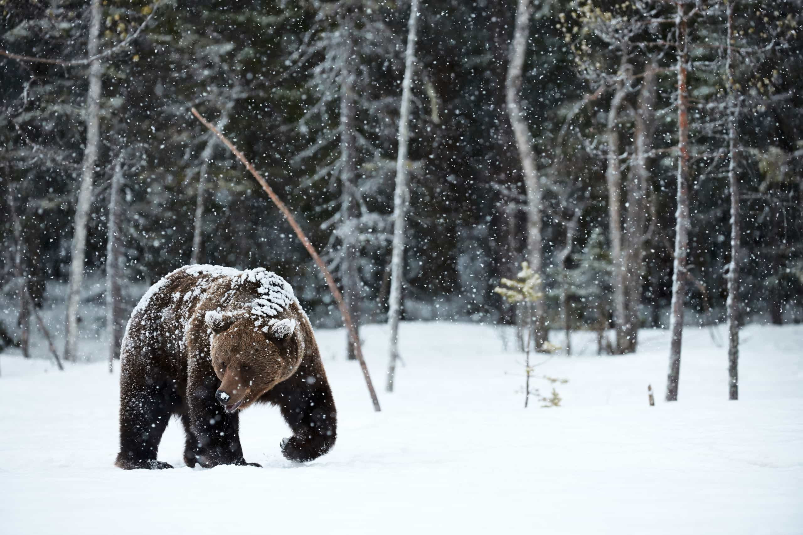 Incredible bear facts that you may not know