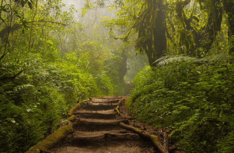 West Africa’s rainforests were an important center for early modern ...