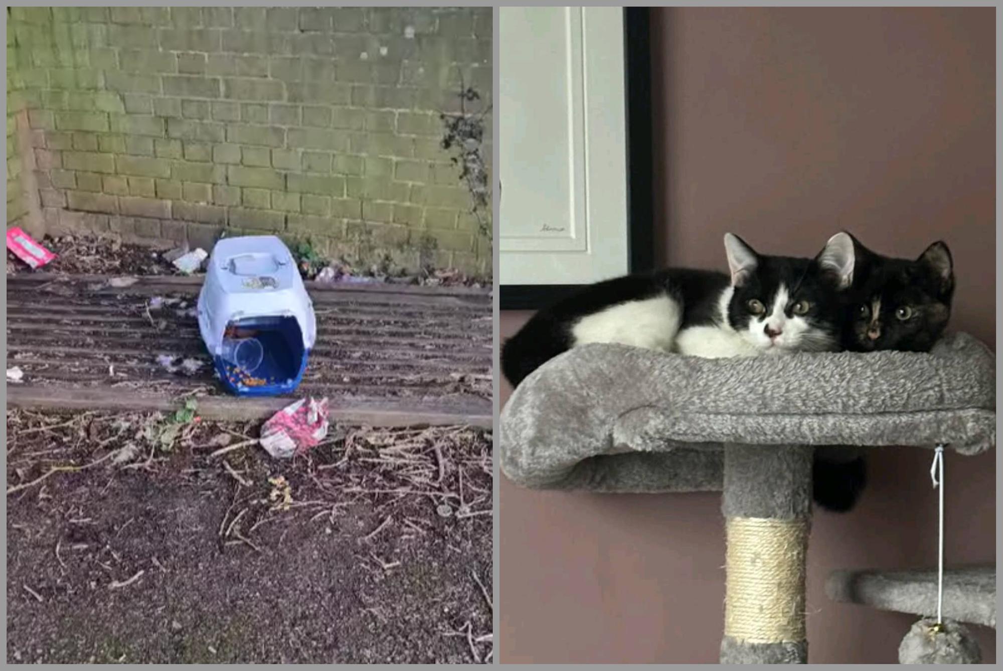 “It's just barbaric”: Kittens dumped inside black bag in Dunstable alleyway