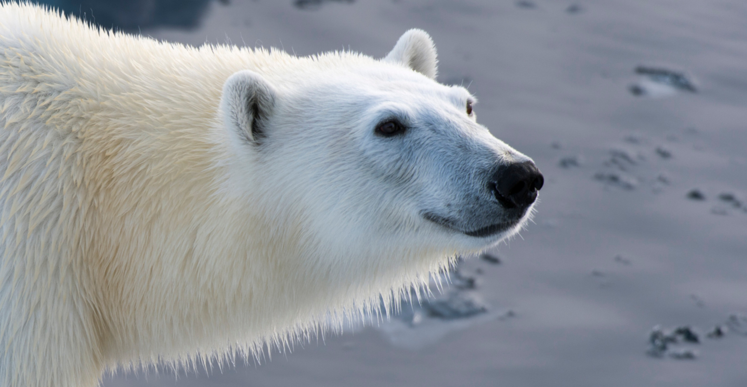 Incredible bear facts that you may not know