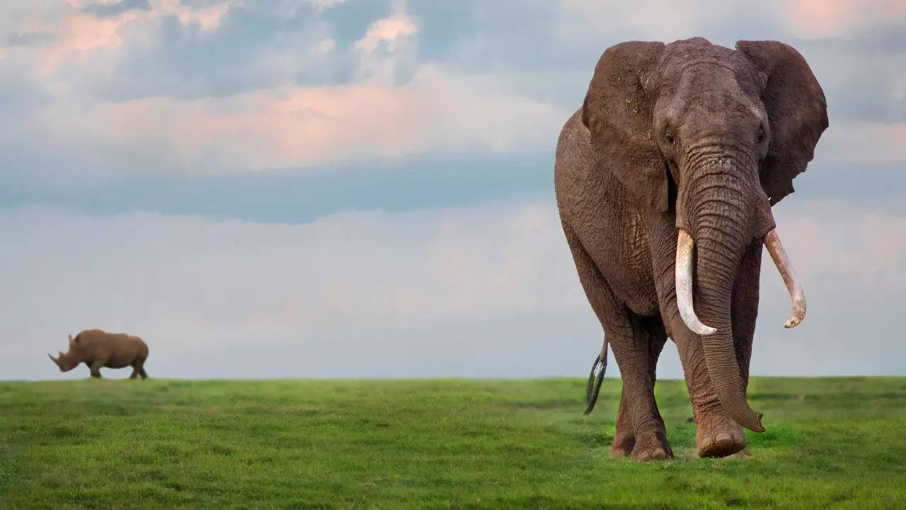 Study Analysing 14,566 Conservation Projects Reveals Funding Bias for ...