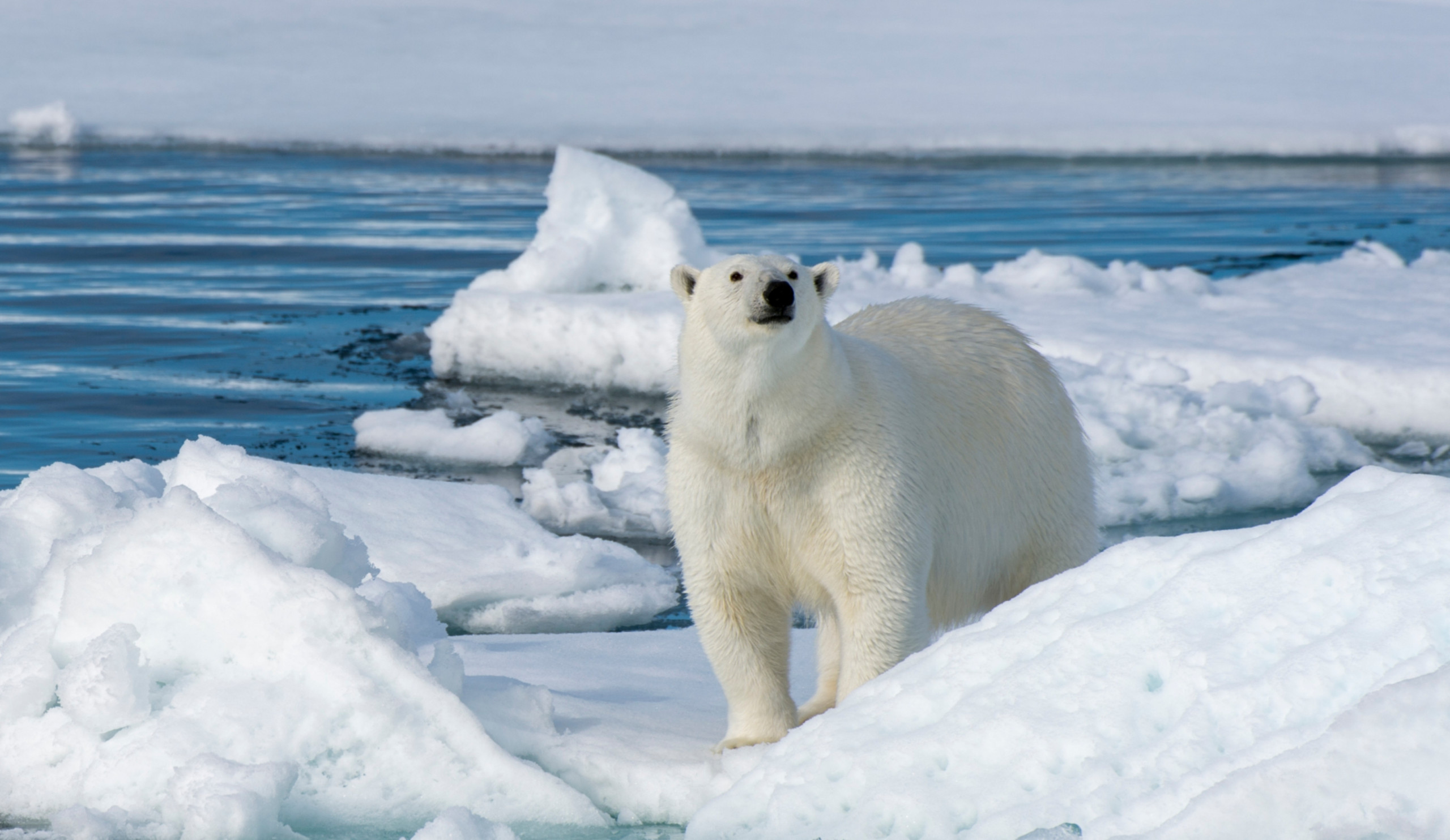Ice, fur, and paws: fascinating facts about polar bears