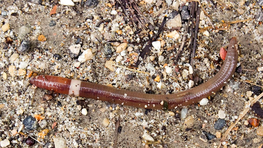 Invasive Asian jumping worm threatens local habitats in New York