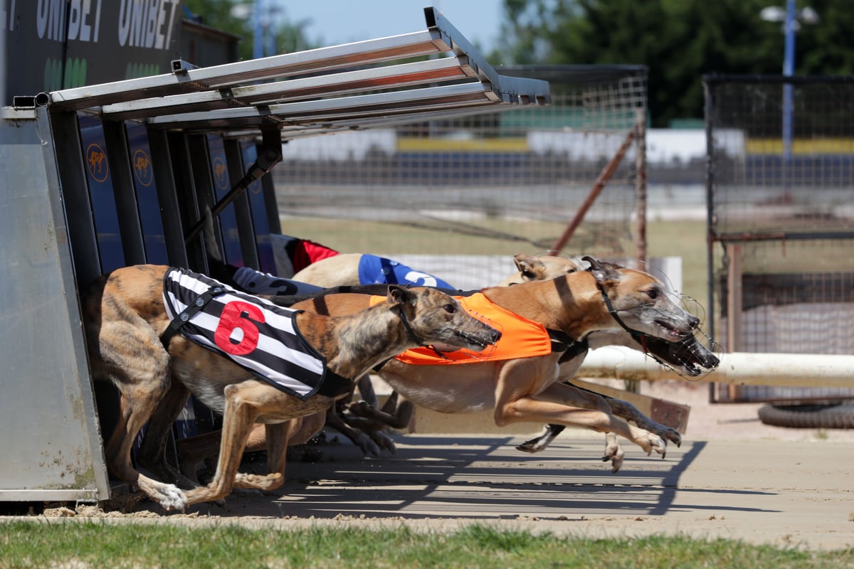 Government has ‘absolutely no plans’ to ban greyhound racing across UK