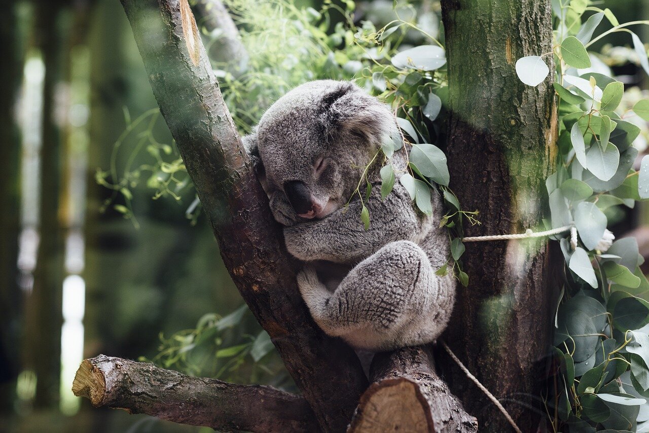 The imminent risks facing Sydney's koala population