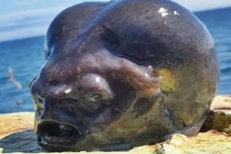 El pez alienígena: misterio y curiosidades de sus especies