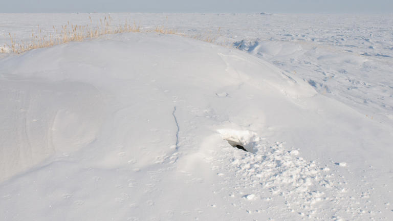 Watch polar bear cubs emerge from their winter den for 1st time on Svalbard