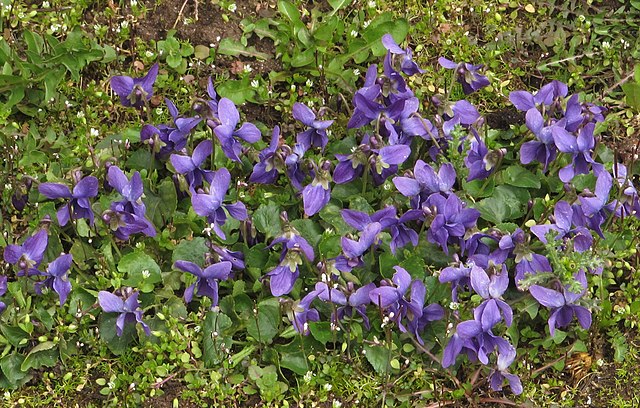 17 Plants With Adorable Tiny Flowers