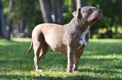 Reports XL Bully was dog breed that mauled Bristol woman to death in ...