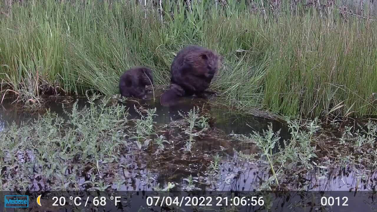 Restoration projects involving beaver habitat.