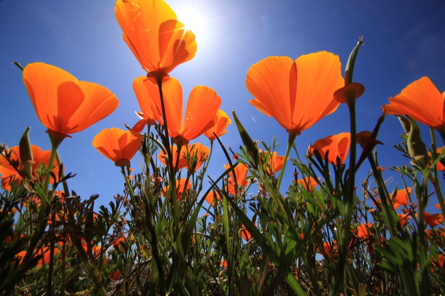 Bay Area Forecast Warm Friday Ahead Of Cooler Wet Weekend