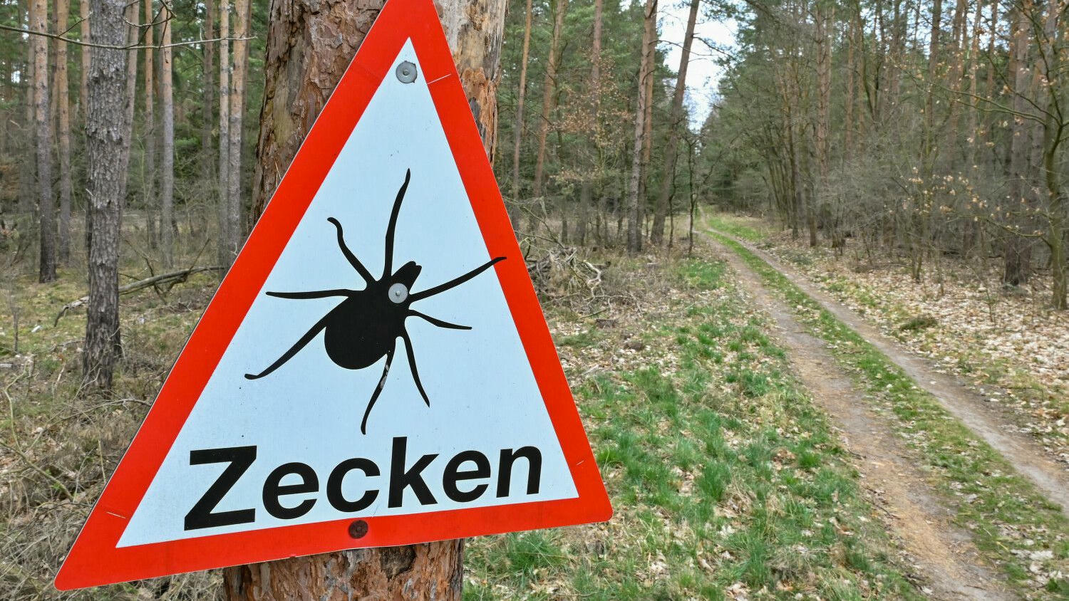 Zecken in Deutschland: Neue Karte zeigt aktuelle Risikogebiete für FSME