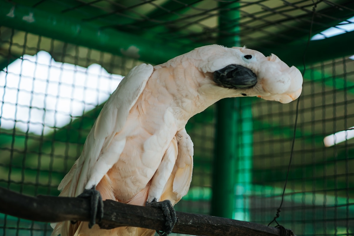 Silly Cockatoo Begging for Some of Mom's Chapstick Is a Pampered Parrot ...
