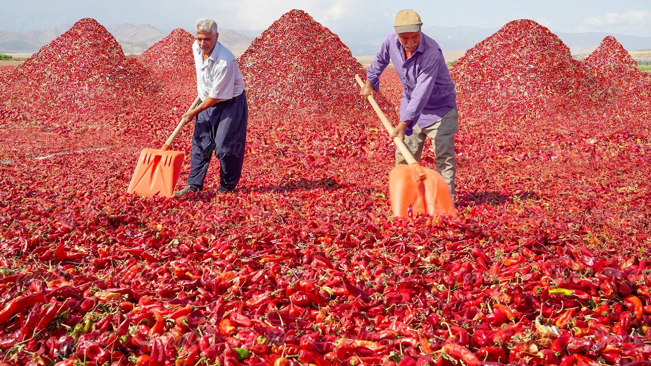 Inside Massive Farm Harvesting & Processing Billions of Hot Peppers
