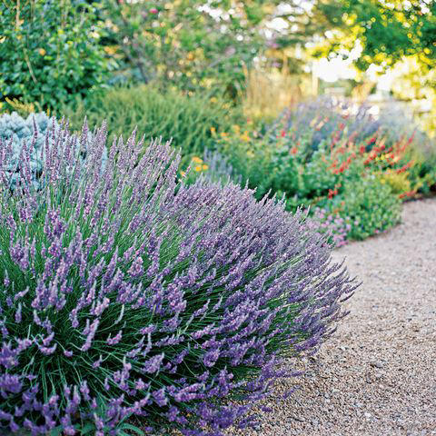 How to Plant and Grow Annual Statice