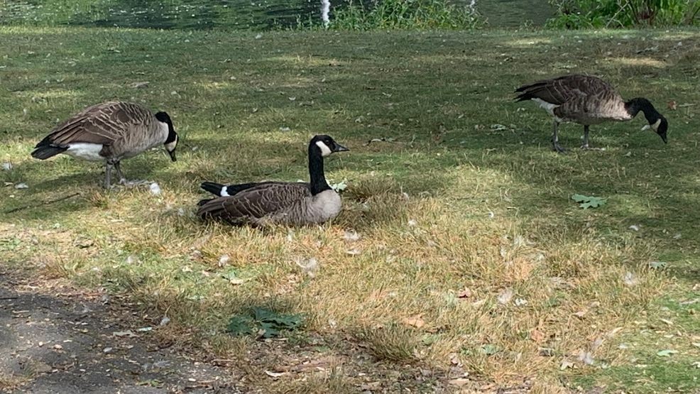 Dead geese found in Ogunquit believed to have had avian flu